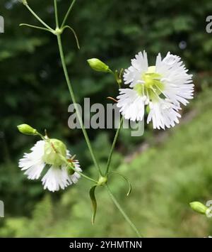 starry campion (Silene stellata Stock Photo - Alamy