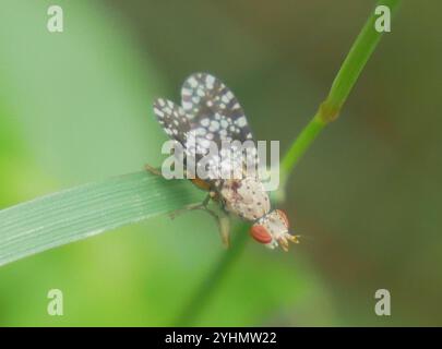 Spotted Marsh Fly (Trypetoptera punctulata Stock Photo - Alamy