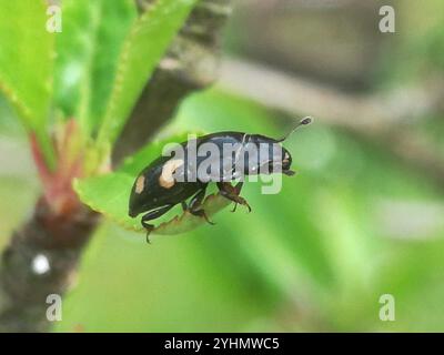 Four-spotted Sap Beetle (Glischrochilus quadrisignatus Stock Photo - Alamy