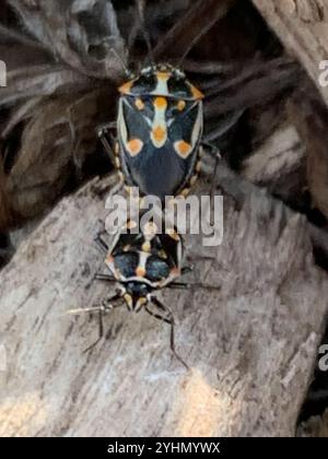 Bagrada Bug (Bagrada hilaris Stock Photo - Alamy