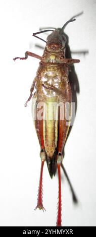 Spur-throated Grasshoppers (Catantops Stock Photo - Alamy