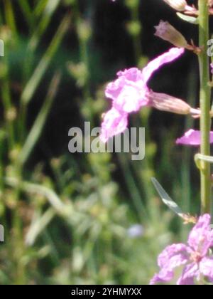 Wanded Loosestrife (Lythrum virgatum Stock Photo - Alamy