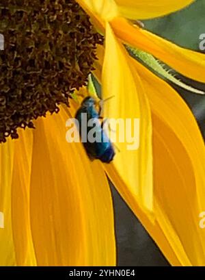 Metallic Bluish-green Cuckoo Wasp (Chrysis angolensis Stock Photo - Alamy