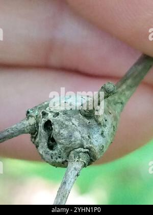 white oak club gall wasp (Callirhytis clavula Stock Photo - Alamy