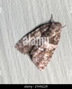 Eclipsed Oak Dagger (Acronicta increta Stock Photo - Alamy