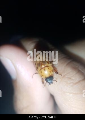Masked Chafers and Rice Beetles (Cyclocephalini Stock Photo - Alamy