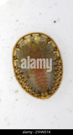 Herrick's Water Penny Beetle (Psephenus herricki Stock Photo - Alamy