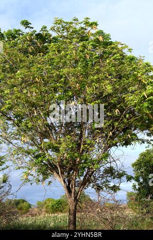 Indian siris (Albizia lebbeck) is a deciduous tree native to India and ...