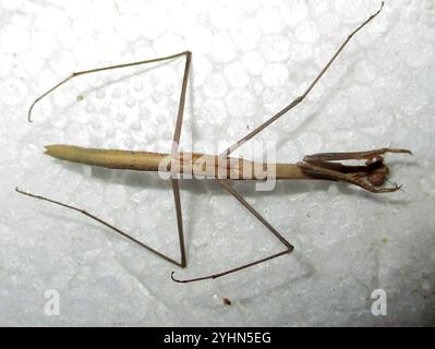 African Stick Mantises (Hoplocorypha Stock Photo - Alamy