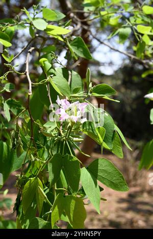 Orchid tree (Bauhinia monandra) is a tree native to Madagascar. This ...