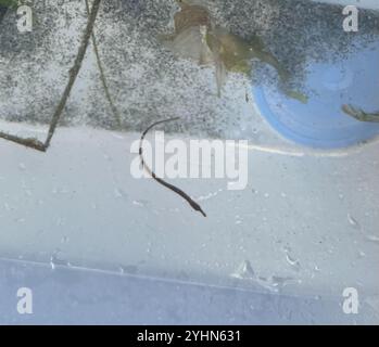 Kelp Pipefish (Syngnathus californiensis Stock Photo - Alamy