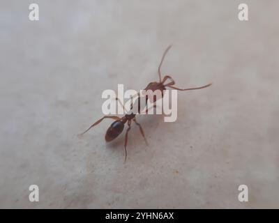 Anochetus Trap-jaw Ants (Anochetus Stock Photo - Alamy