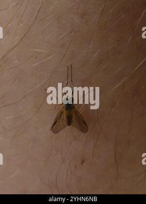Small Fleck-winged Snipefly (Rhagio lineola Stock Photo - Alamy