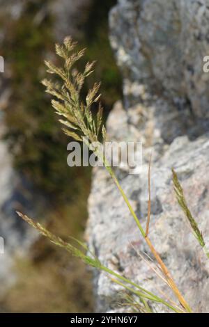 water beard grass (Polypogon viridis Stock Photo - Alamy