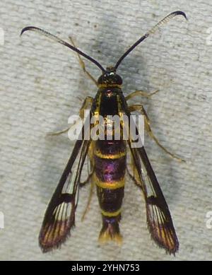 Ironweed Clearwing Moth (Carmenta bassiformis Stock Photo - Alamy