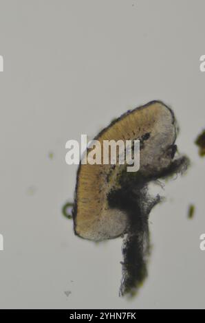 Multicolored Dot Lichen (Cliostomum griffithii Stock Photo - Alamy