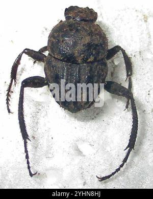 Spider Dung Beetles (Sisyphus Stock Photo - Alamy