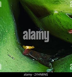 Golden Rocket Frog (Anomaloglossus beebei) on giant tank bromeliad ...