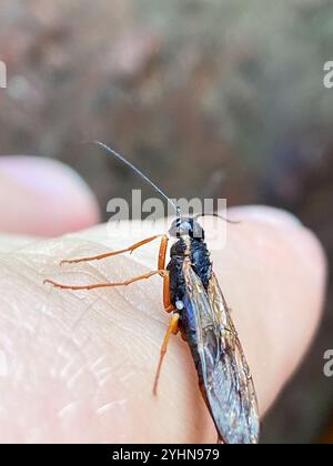 Dark-hipped Woodwasp (Xeris spectrum Stock Photo - Alamy