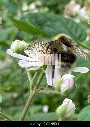 Bohemian Cuckoo Bumble bee (Bombus bohemicus Stock Photo - Alamy