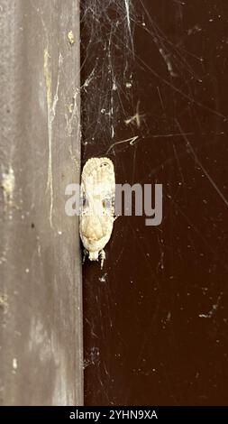 Poison hemlock moth (Agonopterix alstroemeriana Stock Photo - Alamy
