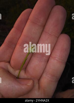 Skeletonleaf Goldeneye (Sidneya tenuifolia Stock Photo - Alamy