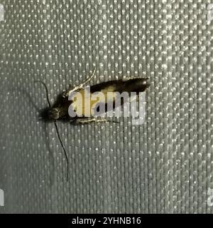 Red-necked Peanutworm Moth (Stegasta bosqueella Stock Photo - Alamy
