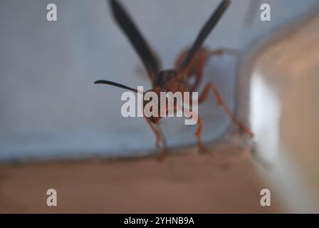 Coarse-backed red paper wasp, Polistes rubignosus, getting nectar from ...