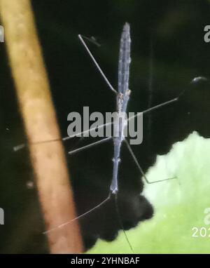 Common Water Measurer Stock Photo - Alamy