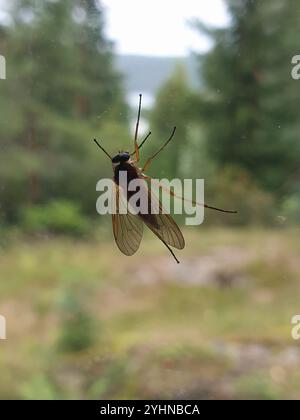Marsh Snipe Fly (Rhagio tringarius Stock Photo - Alamy