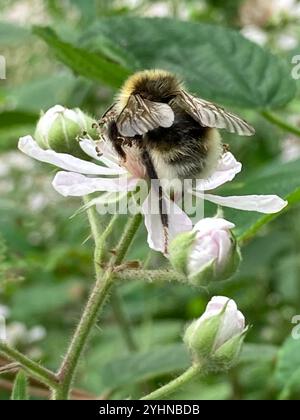 Bohemian Cuckoo Bumble bee (Bombus bohemicus Stock Photo - Alamy