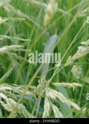 rice cutgrass (Leersia oryzoides Stock Photo - Alamy