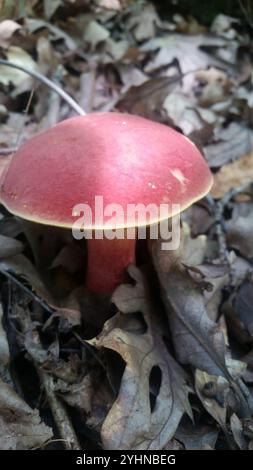 Bouillon Bolete (Lanmaoa pallidorosea Stock Photo - Alamy