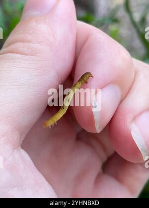 Wax Myrtle Wave (Cyclophora myrtaria Stock Photo - Alamy