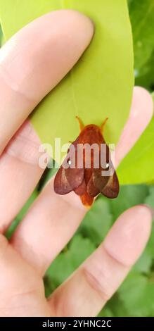 Southern Pink-striped Oakworm Moth (Anisota pellucida Stock Photo - Alamy