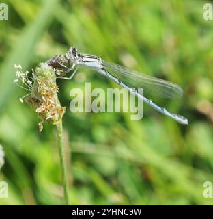 Big Bluet (Enallagma durum Stock Photo - Alamy