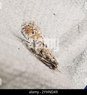 Cork Moth (Nemapogon cloacella Stock Photo - Alamy