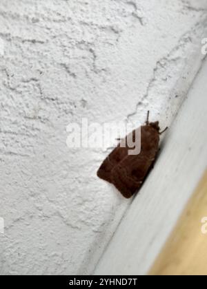 Yellow Underwings (Noctua Stock Photo - Alamy
