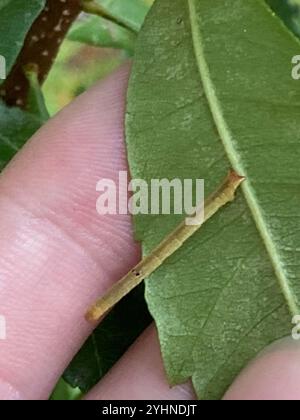 Wax Myrtle Wave (Cyclophora myrtaria Stock Photo - Alamy