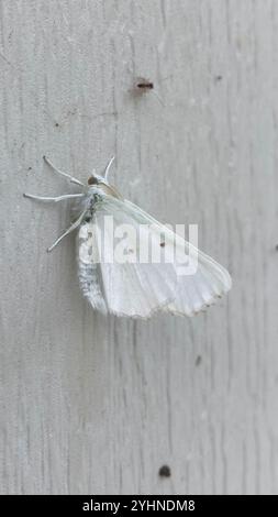 Elm Spanworm Moth (Ennomos subsignaria Stock Photo - Alamy