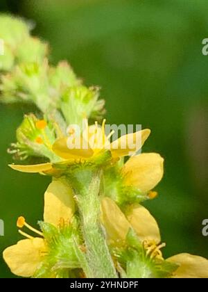 downy agrimony (Agrimonia pubescens Stock Photo - Alamy
