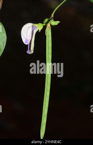 soft butterfly-pea (Centrosema molle Stock Photo - Alamy
