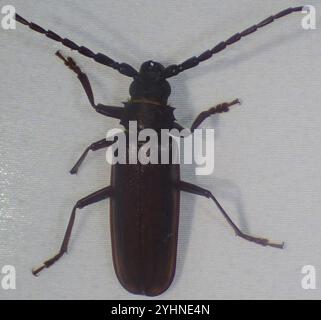 Brown Prionid (Orthosoma brunneum Stock Photo - Alamy