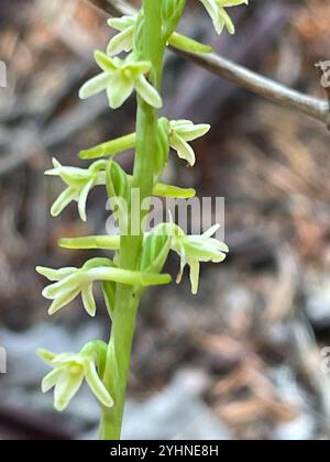 Flat Spurred Piperia (Platanthera transversa Stock Photo - Alamy