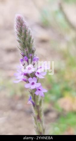 western vervain (Verbena lasiostachys Stock Photo - Alamy