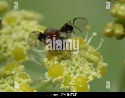 Spectacled Berry Fly (Anomoia purmunda Stock Photo - Alamy