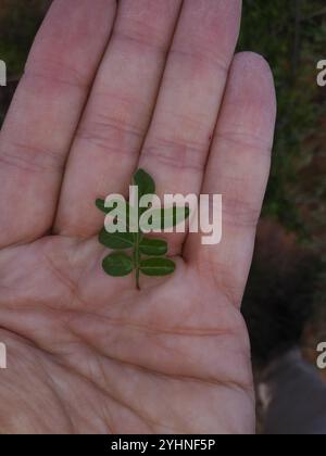 little leaf sumac (Rhus microphylla Stock Photo - Alamy