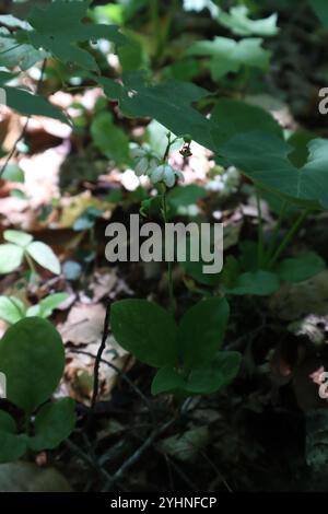 shinleaf (Pyrola elliptica Stock Photo - Alamy