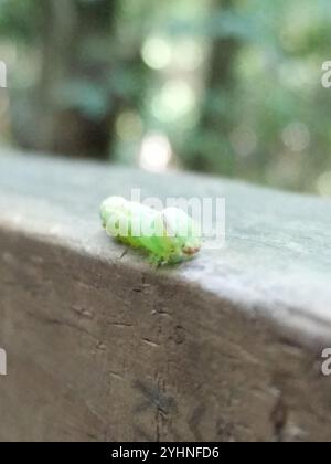 Saddled Prominent (Cecrita guttivitta Stock Photo - Alamy