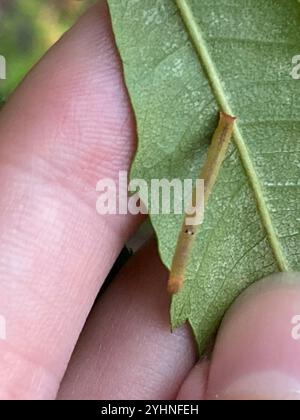 Wax Myrtle Wave (Cyclophora myrtaria Stock Photo - Alamy